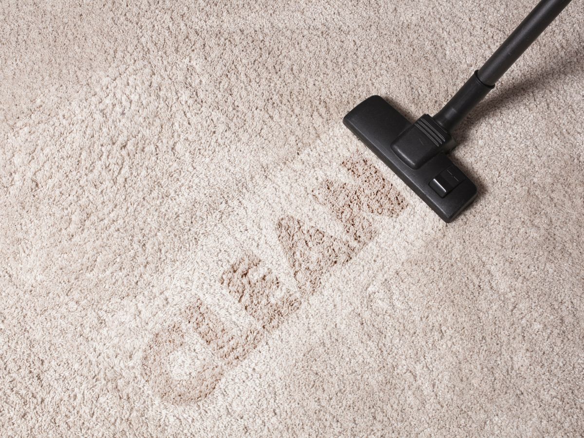 How to Vacuum Ants Out of Carpet - the Easy Way