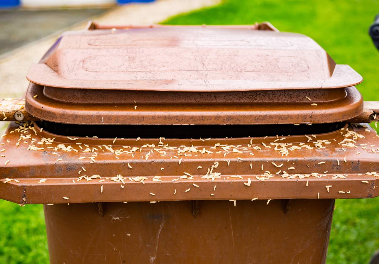9 Effective Ways To Remove Maggots In Trash Cans