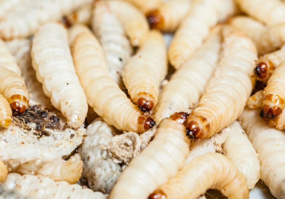 9 Effective Ways To Remove Maggots In Trash Cans